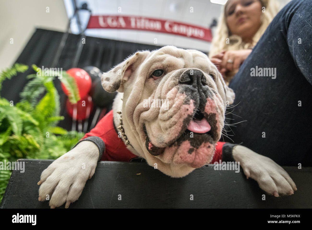 University of georgia mascot hi-res stock photography and images - Alamy
