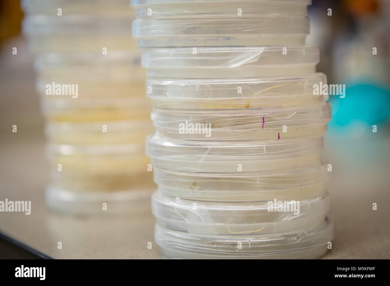 In close view of a stack of petri dishes containing assorted peanut ...
