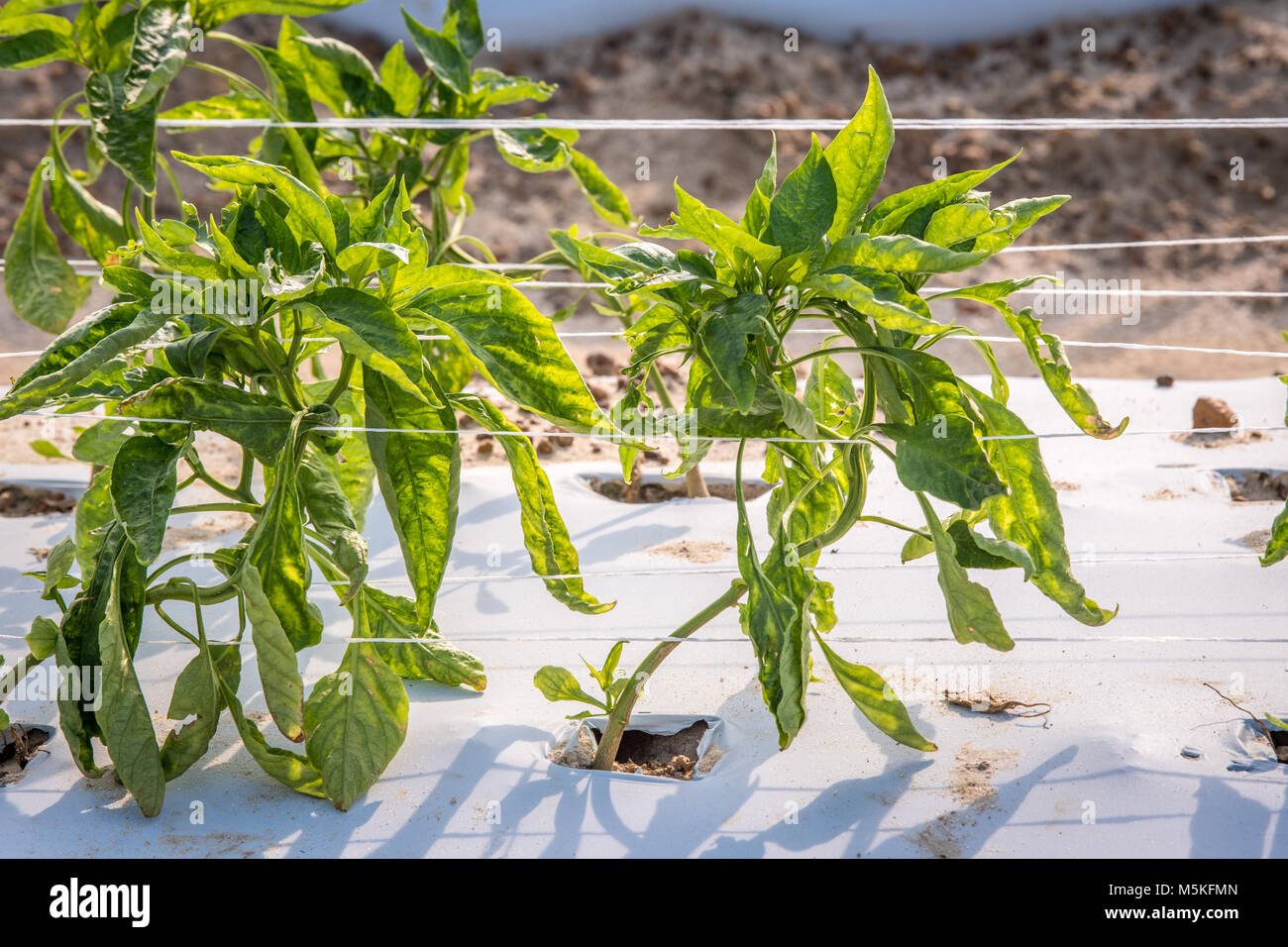 Plants growth method hi-res stock photography and images - Alamy