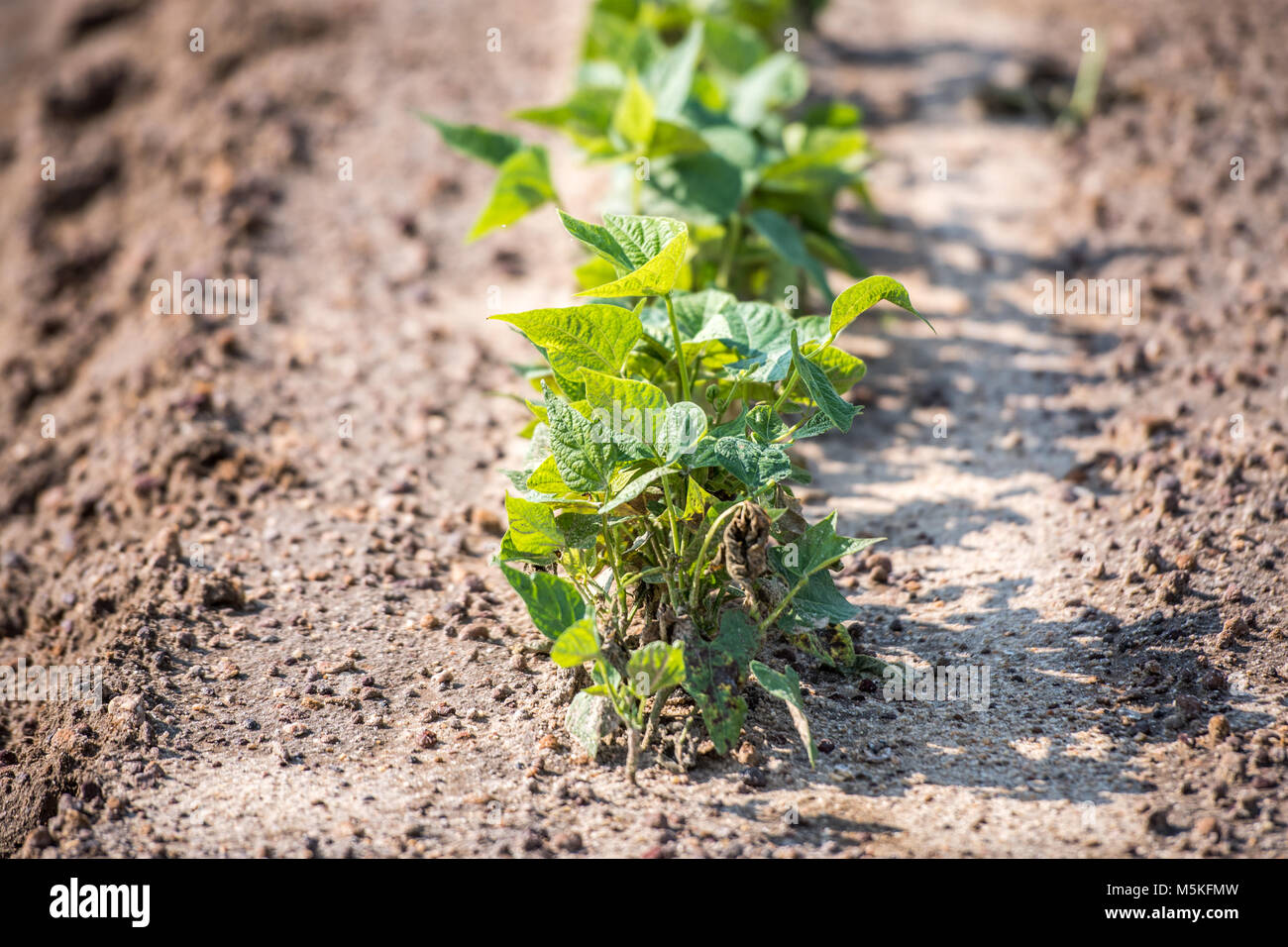 Sprouting bean hi-res stock photography and images - Alamy