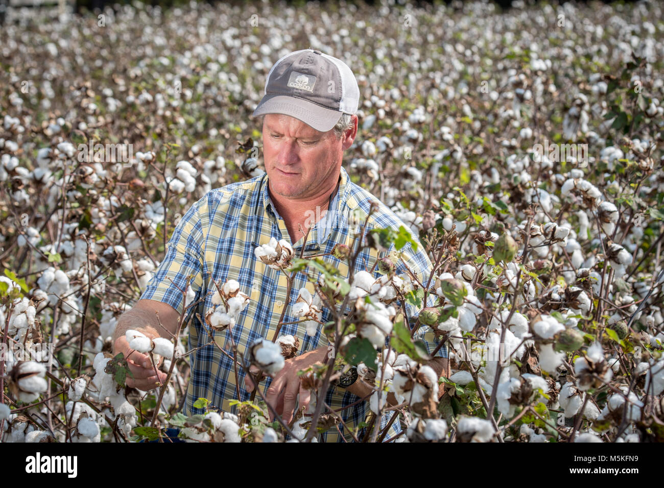 University of Georgia entomologist, Phillip Marion Roberts, stands in ...