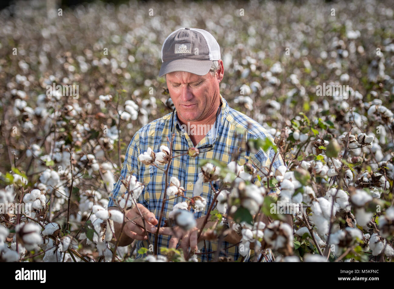 University of Georgia entomologist, Phillip Marion Roberts, stands in ...