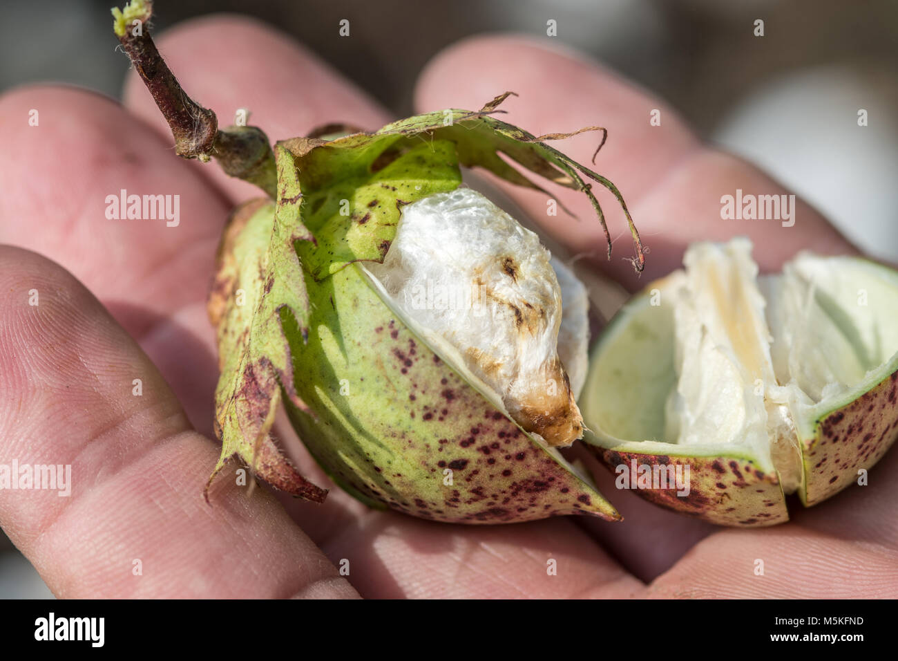 Crop infestation hi-res stock photography and images - Alamy