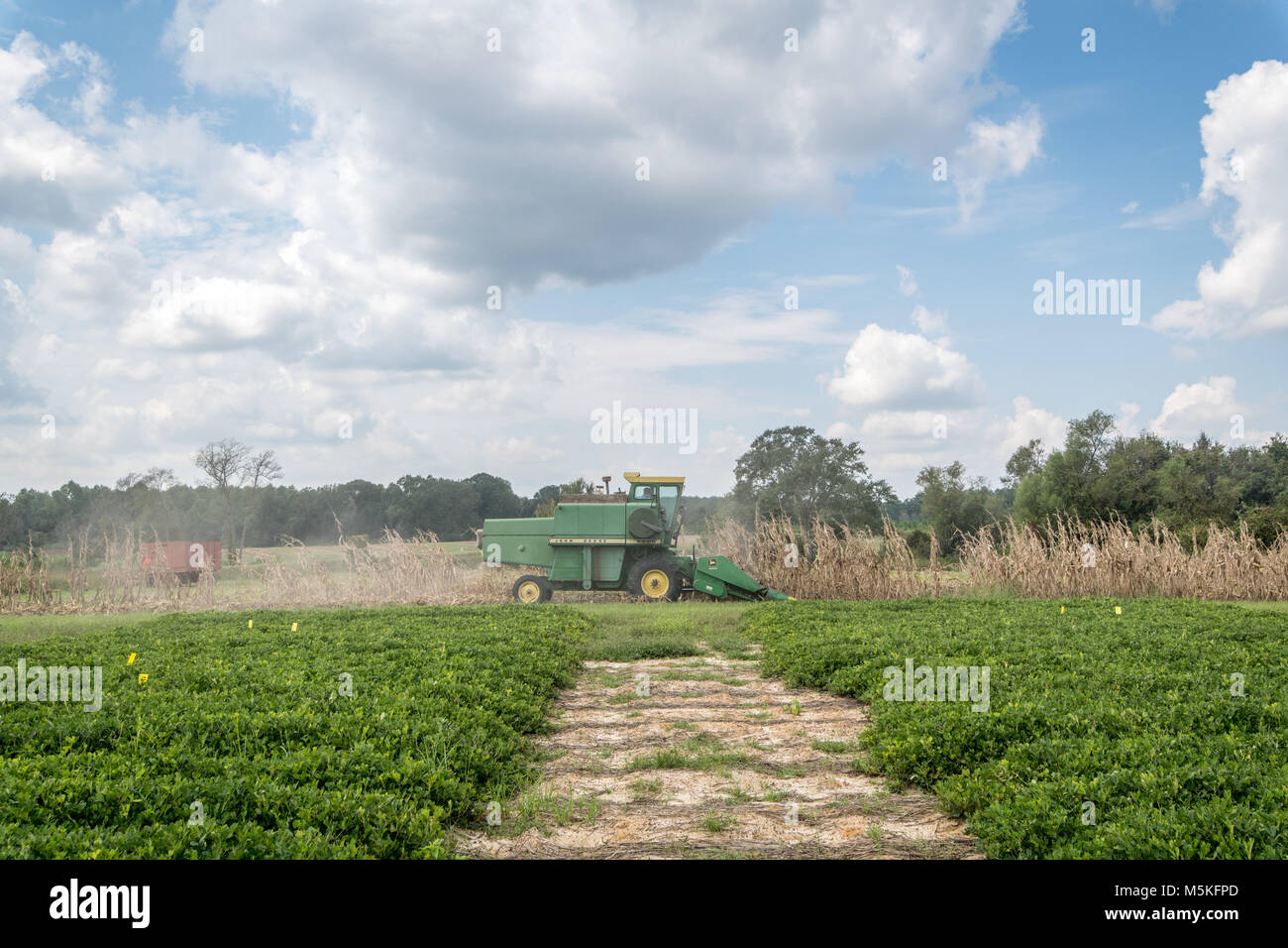 Combine harvester driving through field of corn, Tifton, Georgia Stock ...
