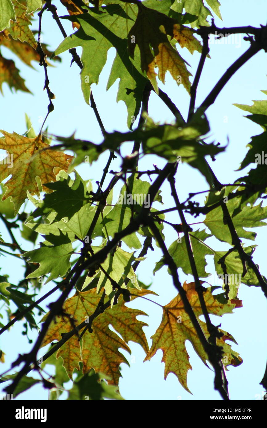 Colorful leaves of a plane tree Stock Photo - Alamy