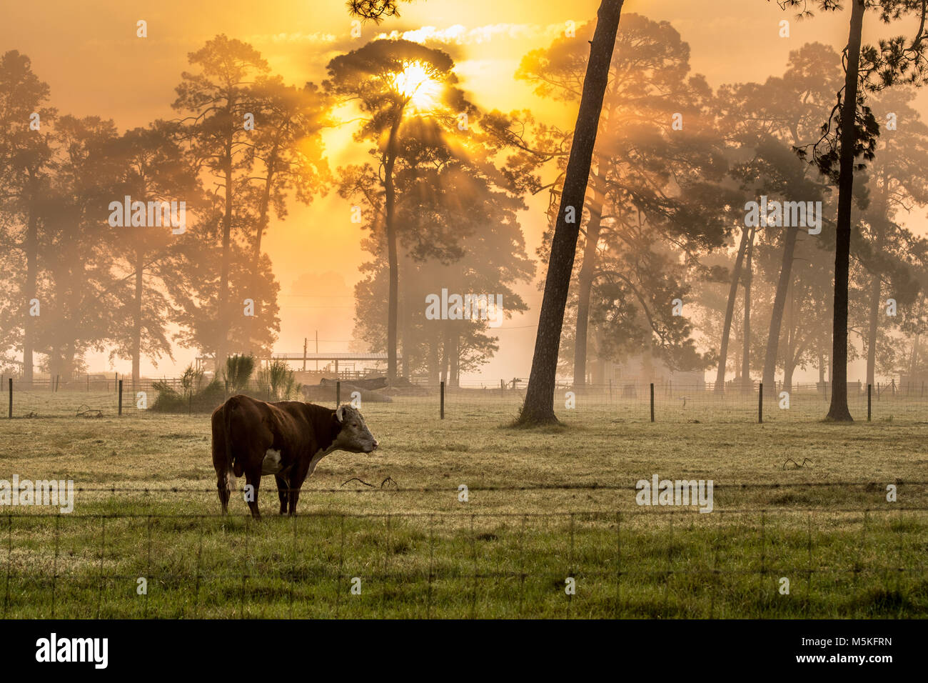 Steer eating grass in foggy field as the early morning sun radiates out ...