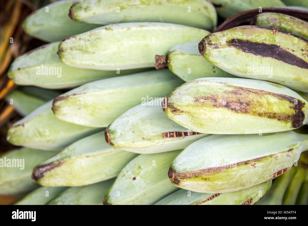 Detailed view of unripe green bananas in a bundle, Tifton, Georgia ...