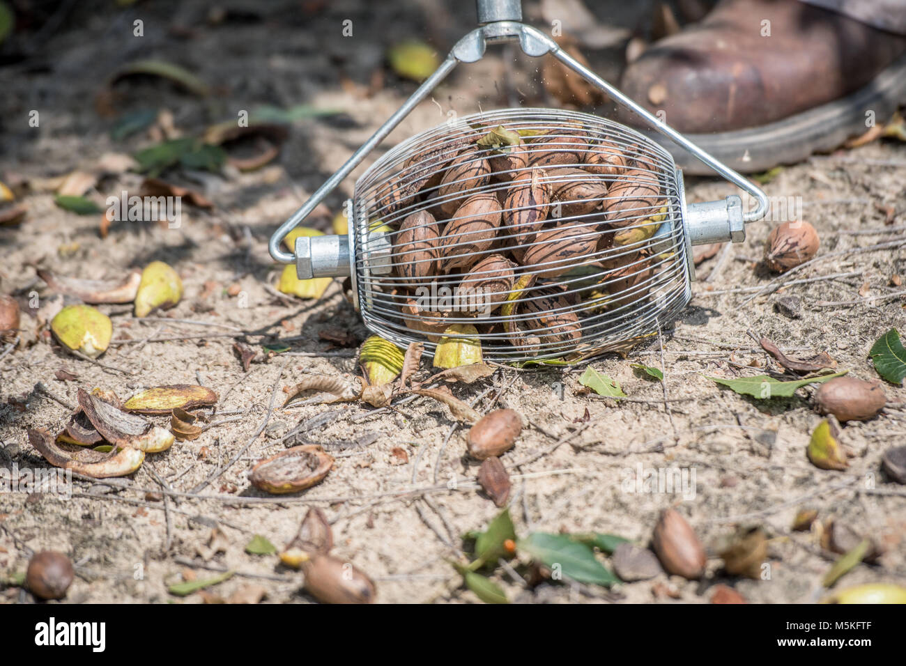 Weasel nut gatherer hi-res stock photography and images - Alamy