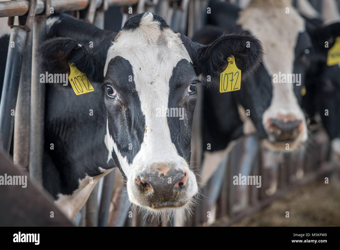 Cattle marker hi-res stock photography and images - Alamy