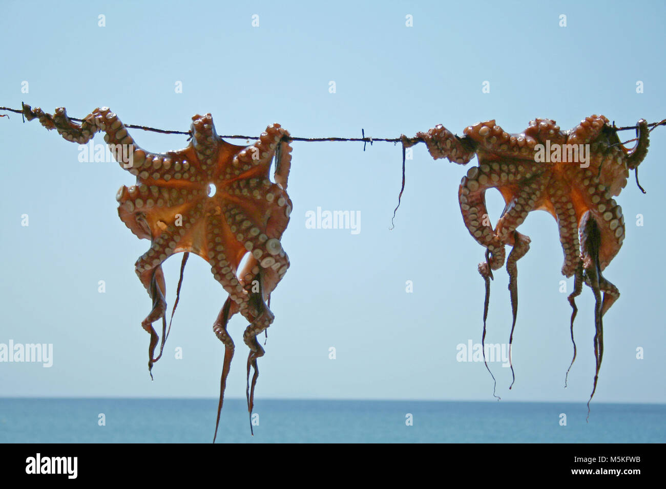 Octopus hanging to dry in the sun, before prepairing in a restaurant ...