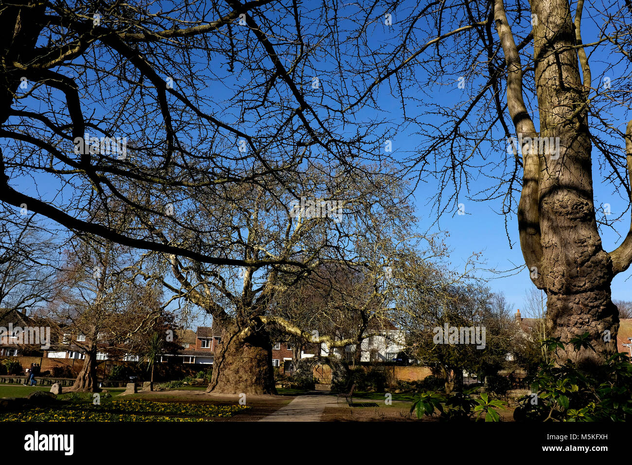 london plane is a european city tree photographed in canterbury ...