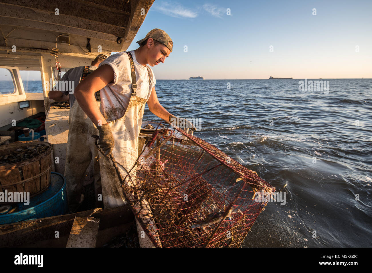 Young waterman pulling in crab trap onto boat on the Chesapeake Bay ...