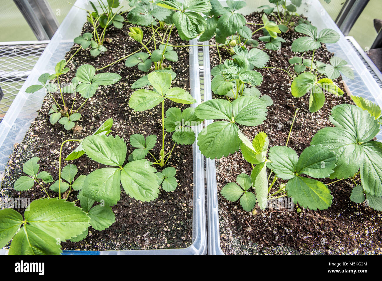Newly planted strawberry plants in plastic tubs, Crellin, Maryland ...