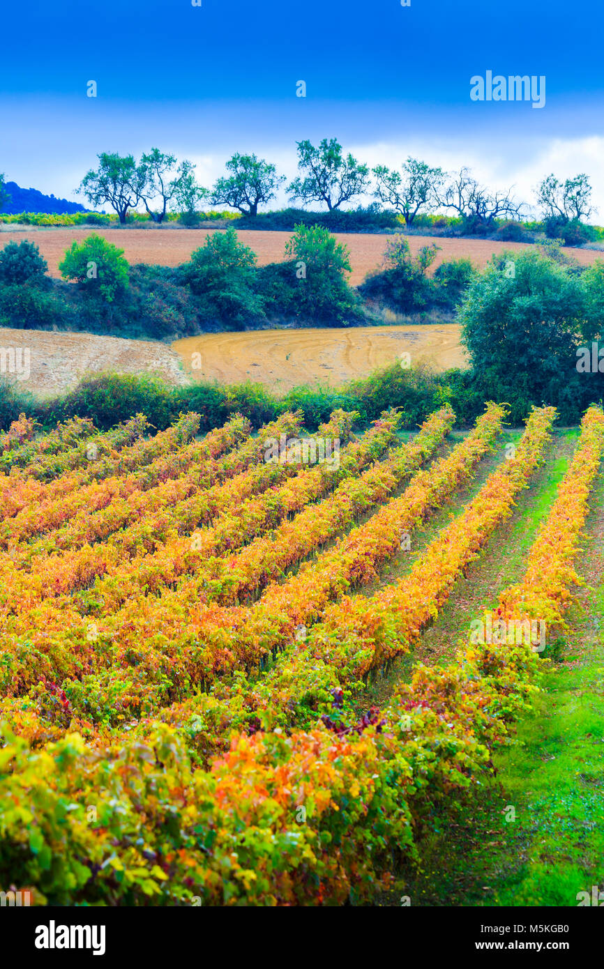 Vineyard in autumn Stock Photo - Alamy