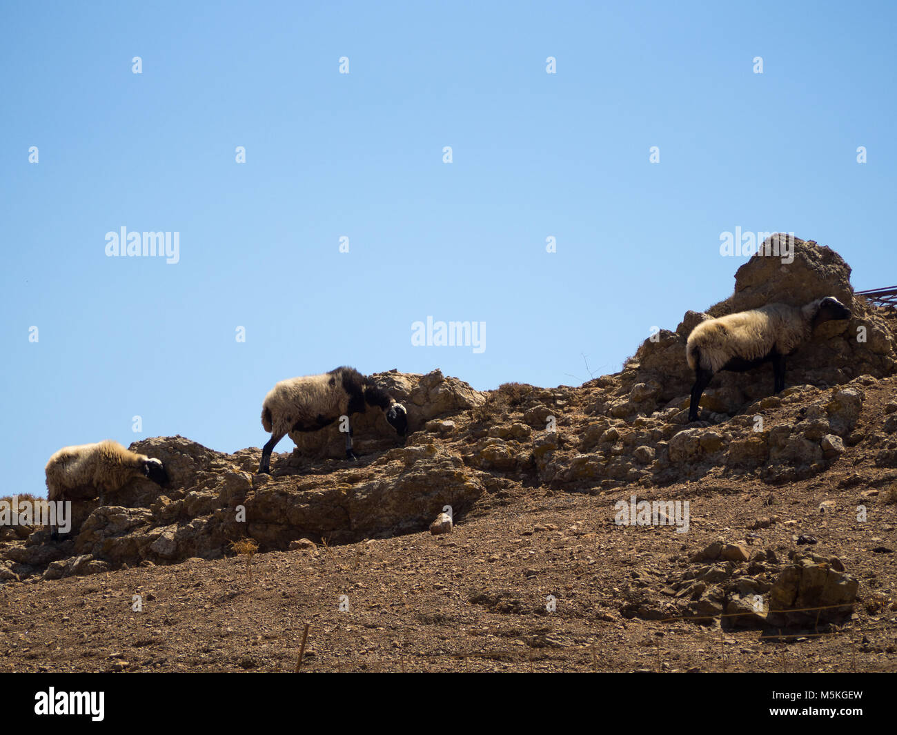 Hiding behind rocks hi-res stock photography and images - Alamy