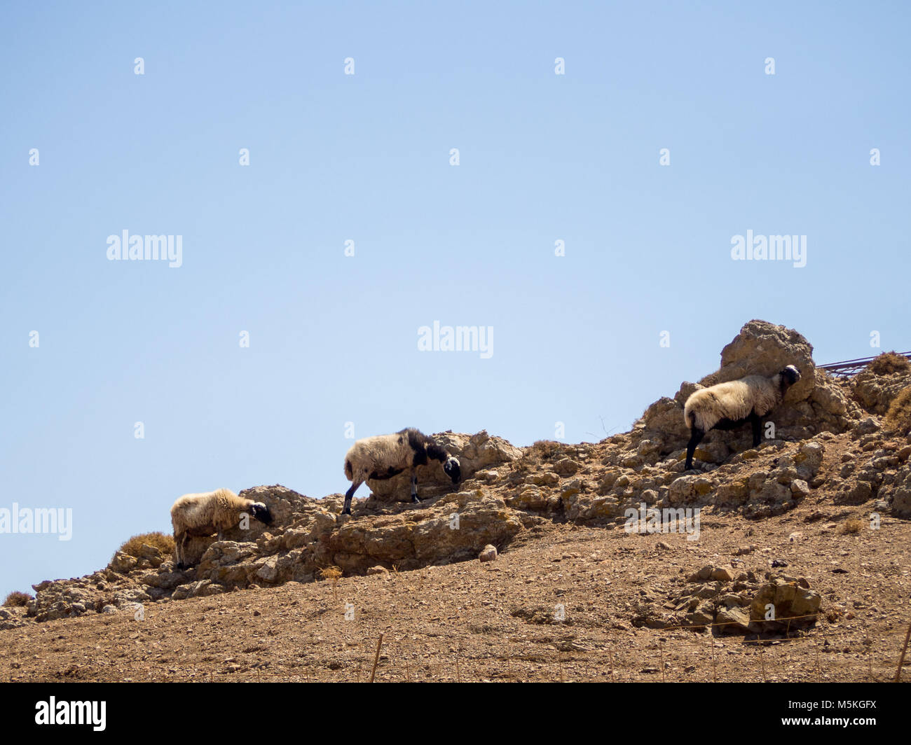 three sheep are hiding behind rocks to protect themselves from the hot ...