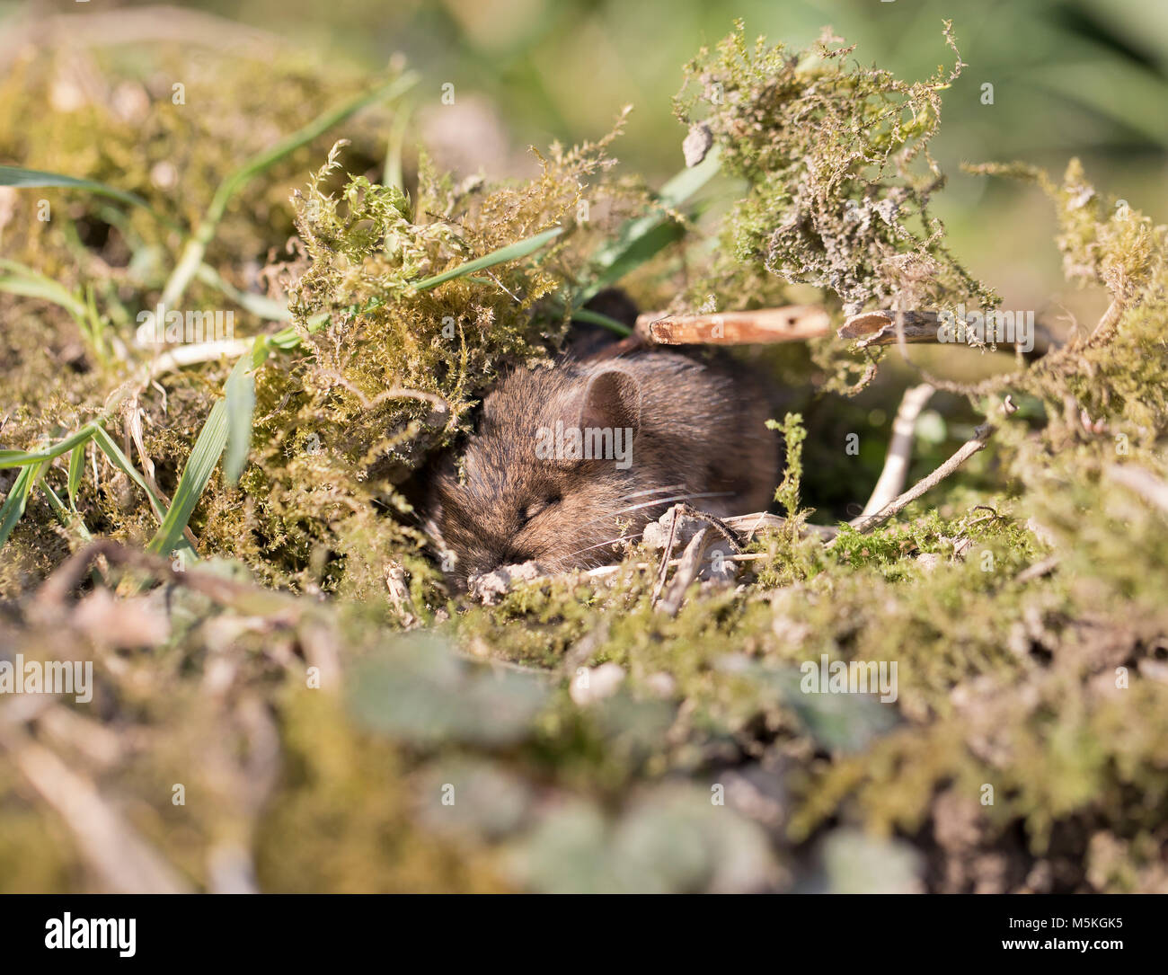Wood mouse uk garden hi-res stock photography and images - Alamy