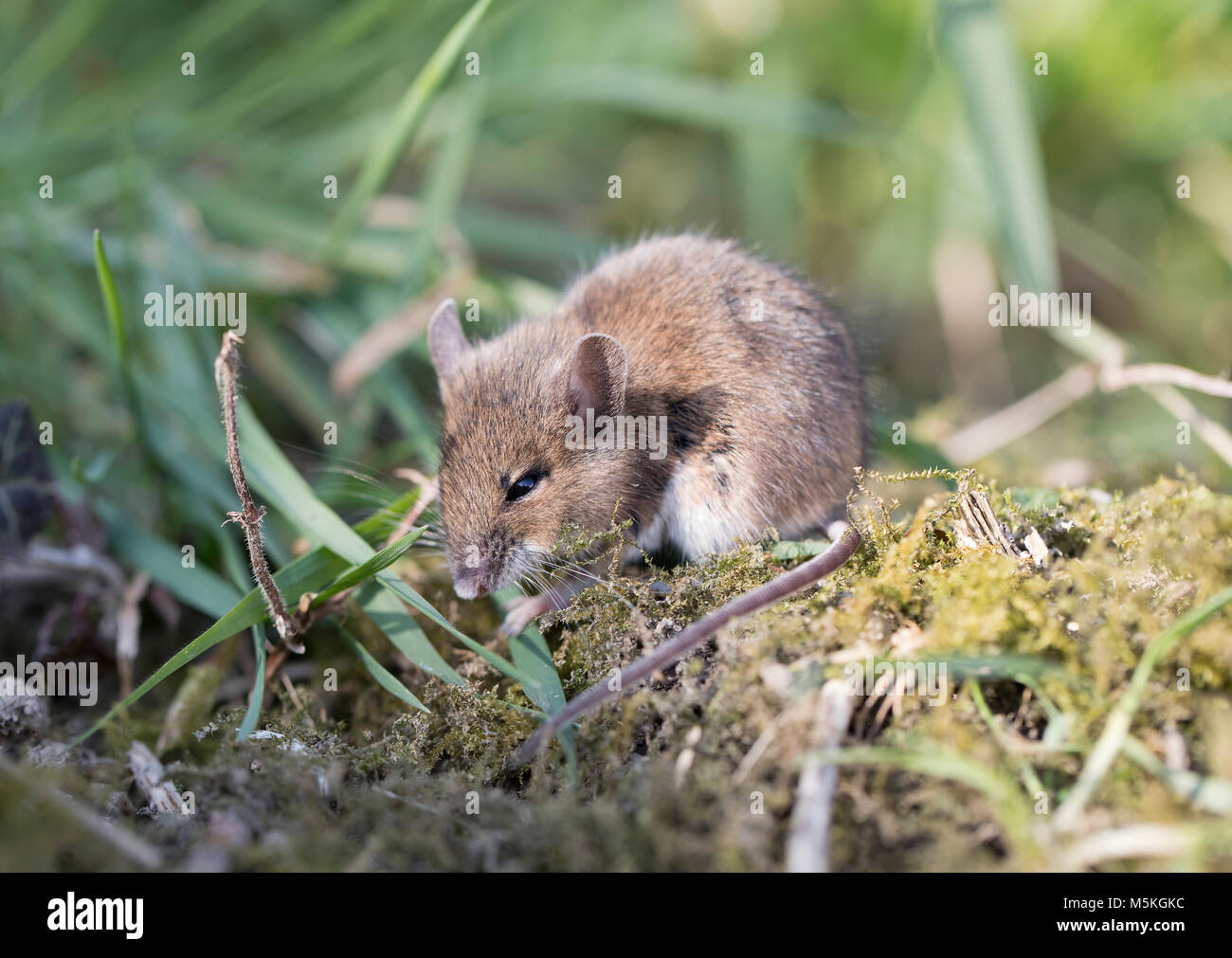 Wood mouse hi-res stock photography and images - Alamy