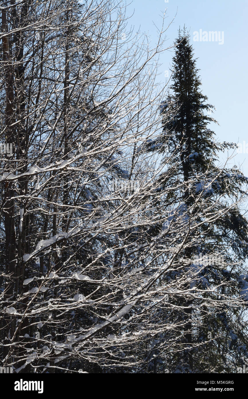 Snow on Trees Stock Photo - Alamy
