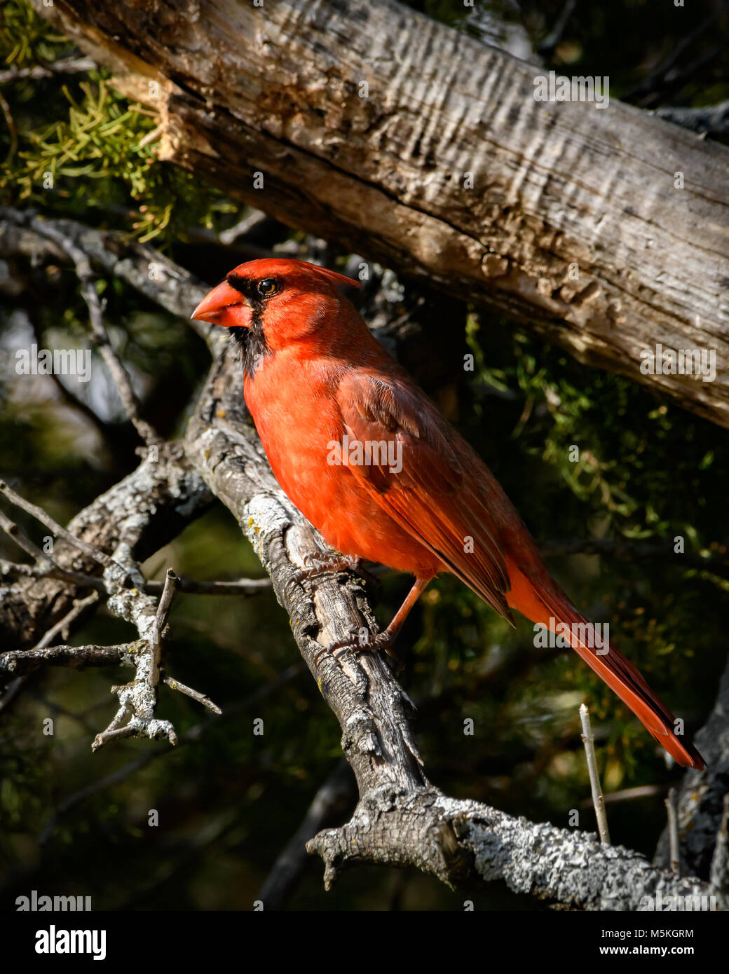 Northern cardinal bird illustration hi-res stock photography and images ...