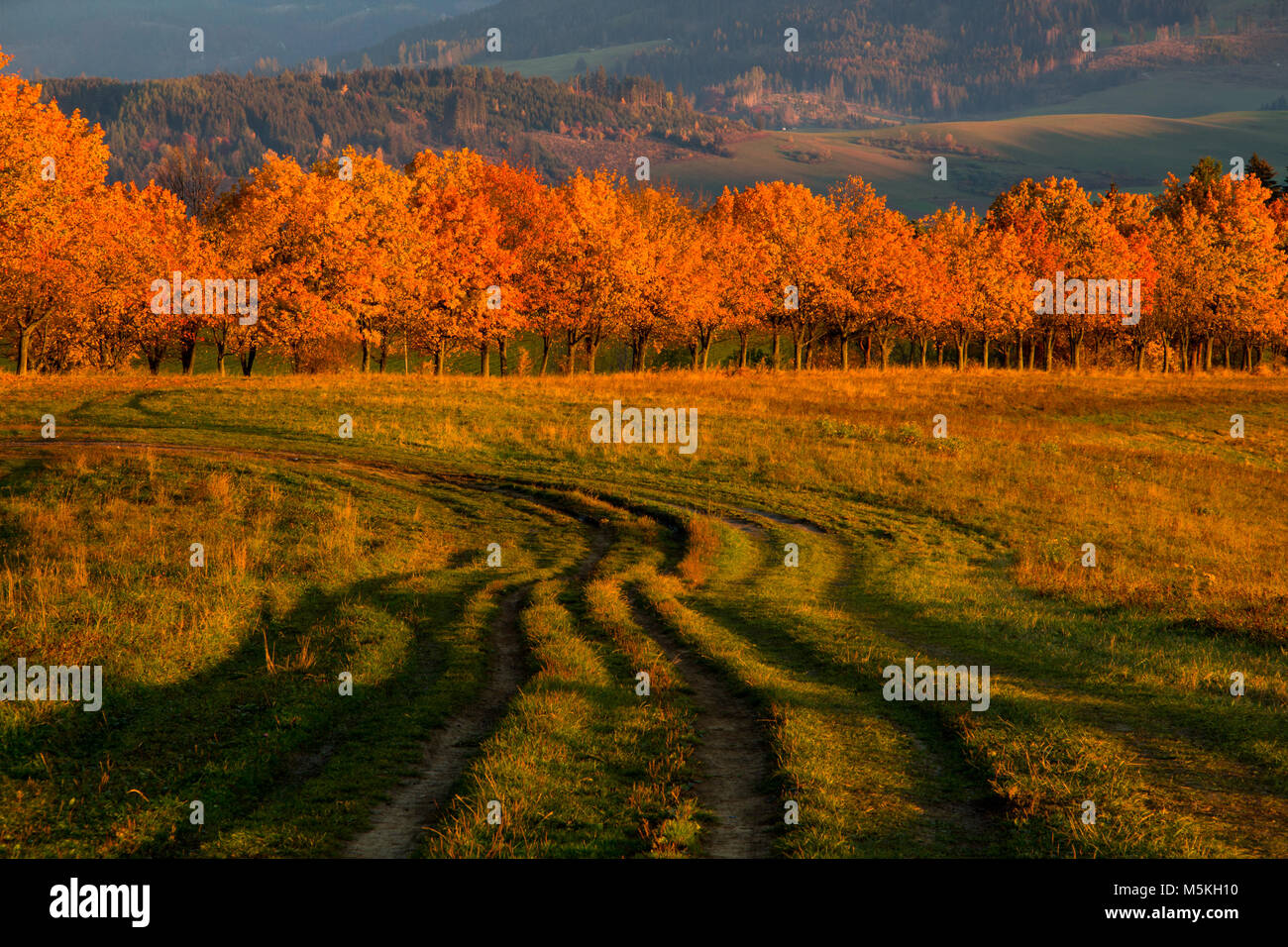 Colorful Autumn trees landscape Stock Photo - Alamy