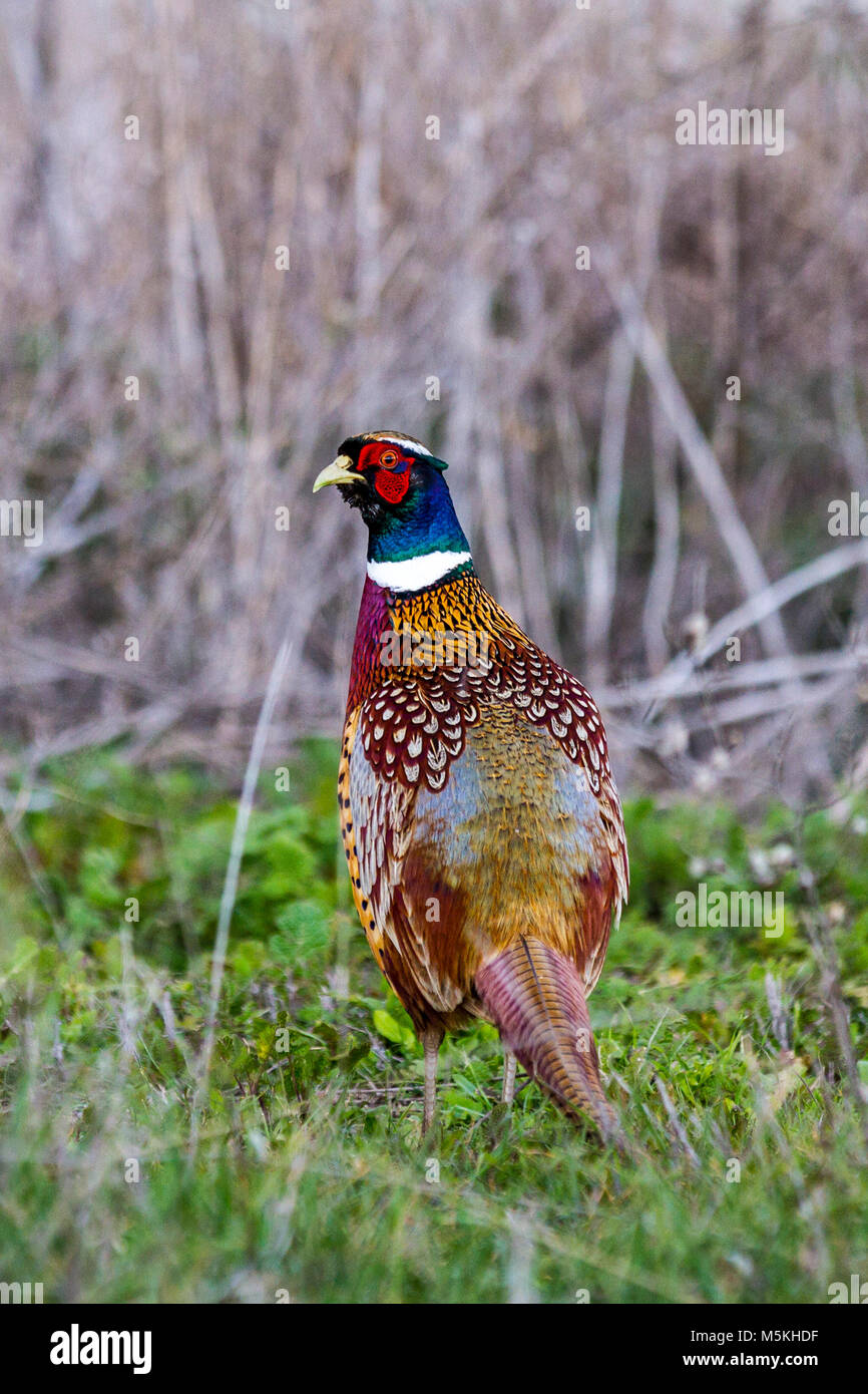 Chinese Ringneck Pheasant (Phasianus colchicus) at the Sacramento ...