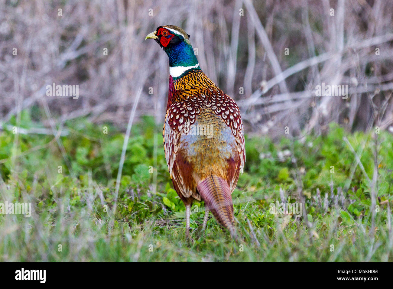 Ringneck Pheasant High Resolution Stock Photography and Images - Alamy
