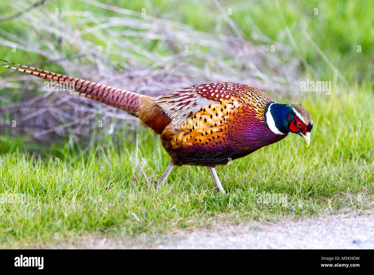 Ringneck pheasant hi-res stock photography and images - Alamy