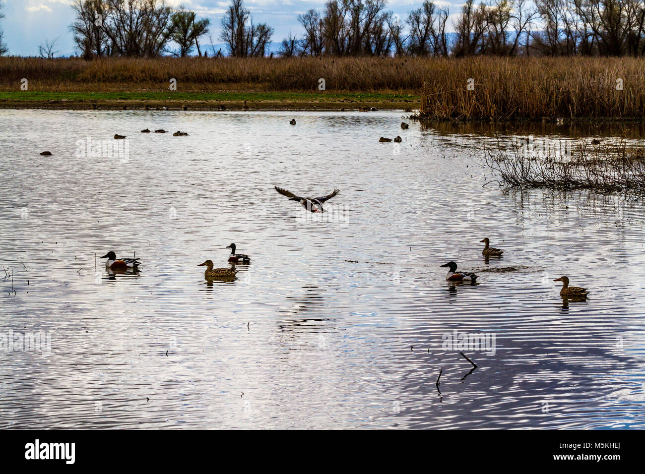 At the Colusa Sacramento National Wildlife Refuge in Colusa county ...