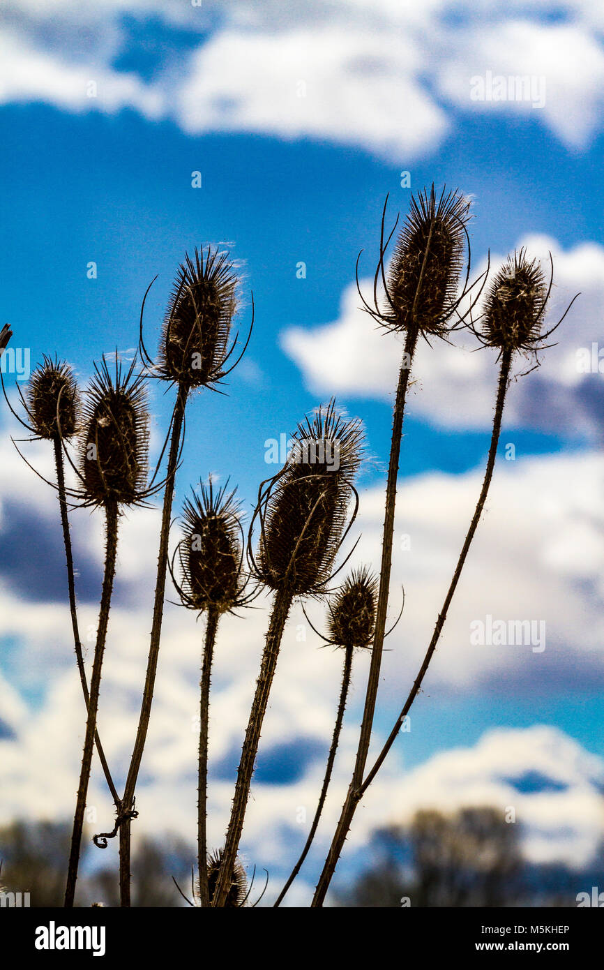 California thistle hi-res stock photography and images - Alamy