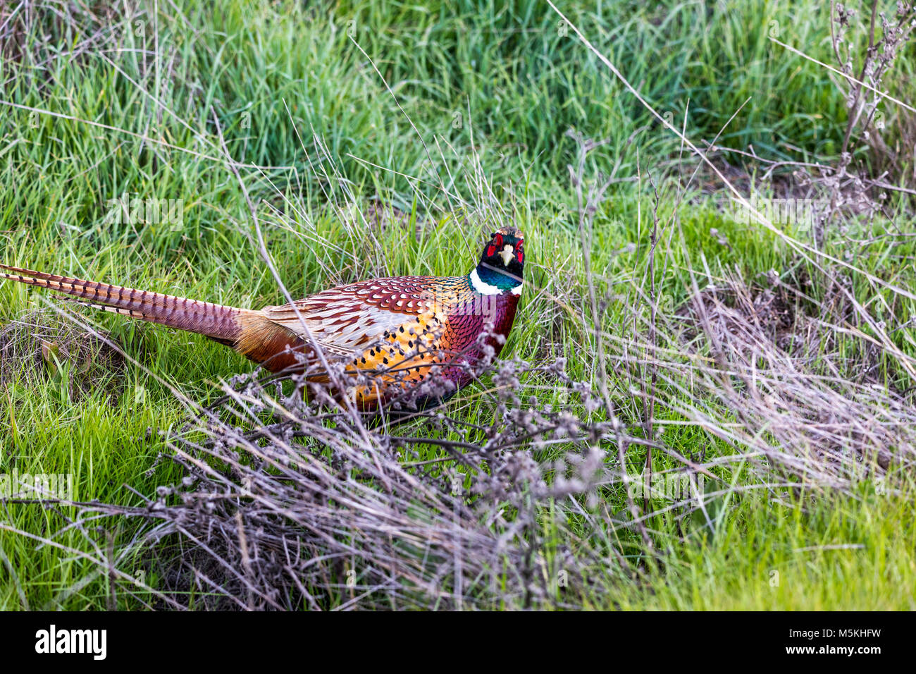 A Chinese Ring necked Pheasant (Phasianus Colchicus) At the Colusa ...