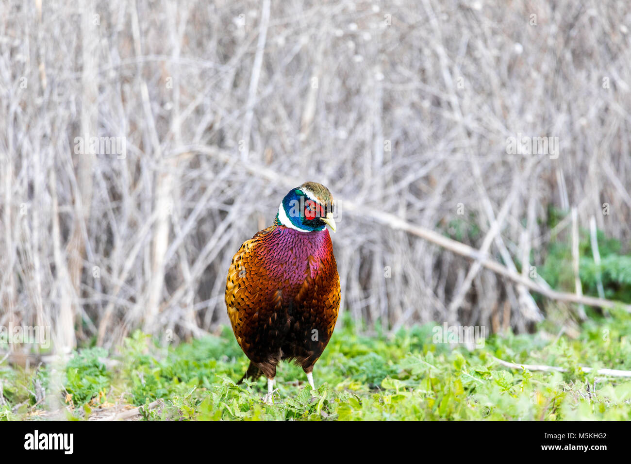 A Chinese Ring necked Pheasant (Phasianus Colchicus) At the Colusa ...