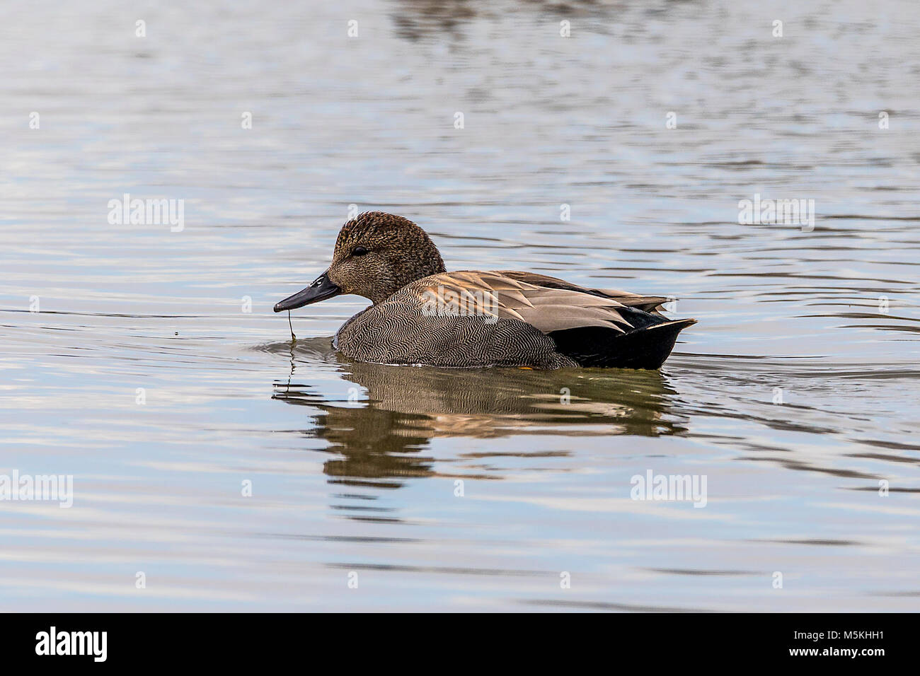 A Gadwall at the Colusa Sacramento National Wildlife Refuge in Colusa ...