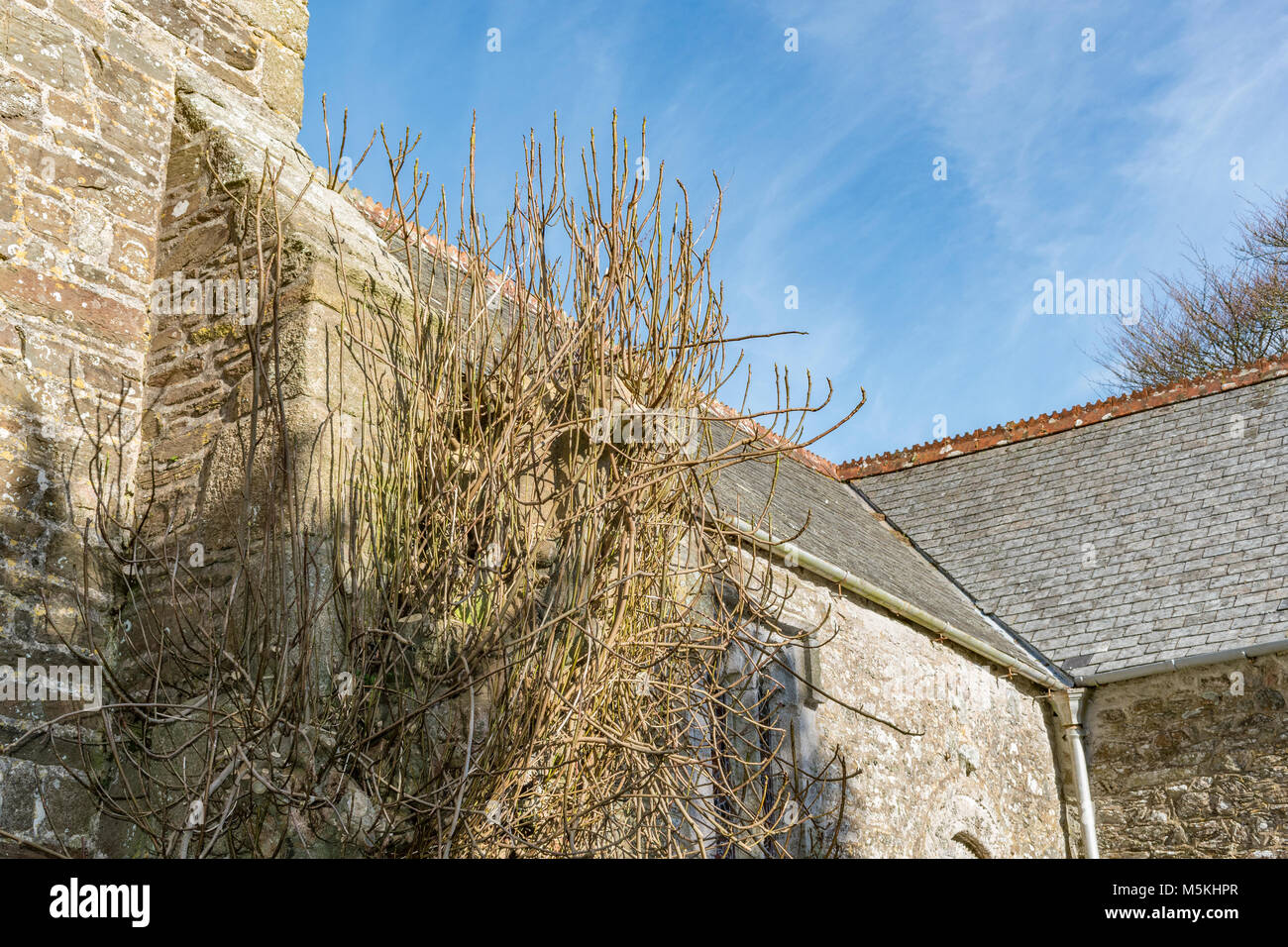 250 year old fig tree growing and flourishing in the wall of the ...