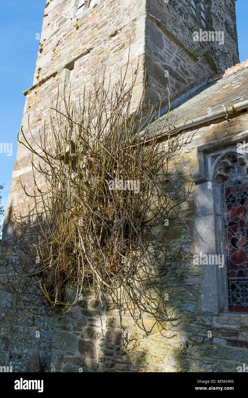 250 year old fig tree growing and flourishing in the wall of the ...