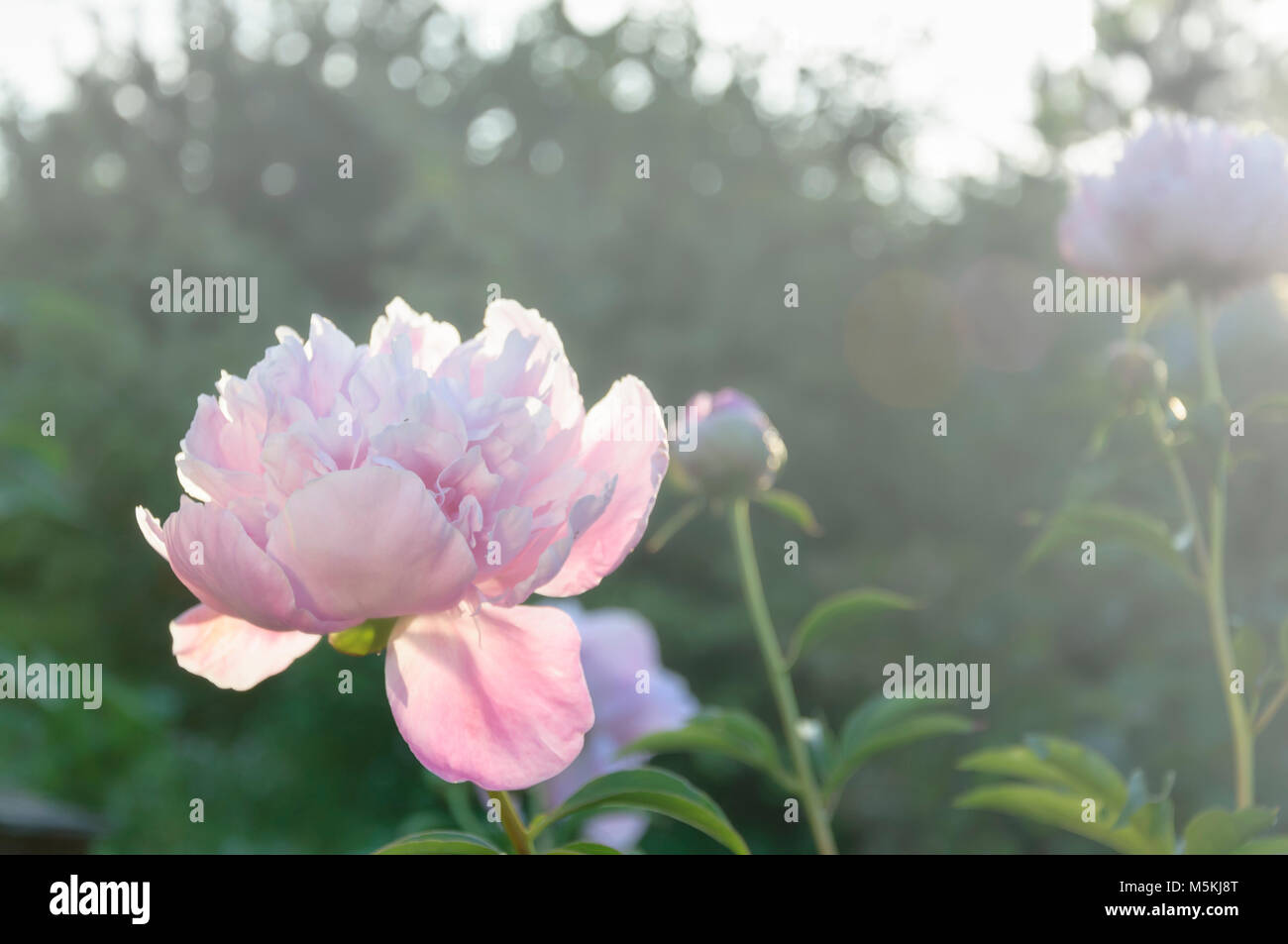 Peony in the garden in the sunset Stock Photo - Alamy