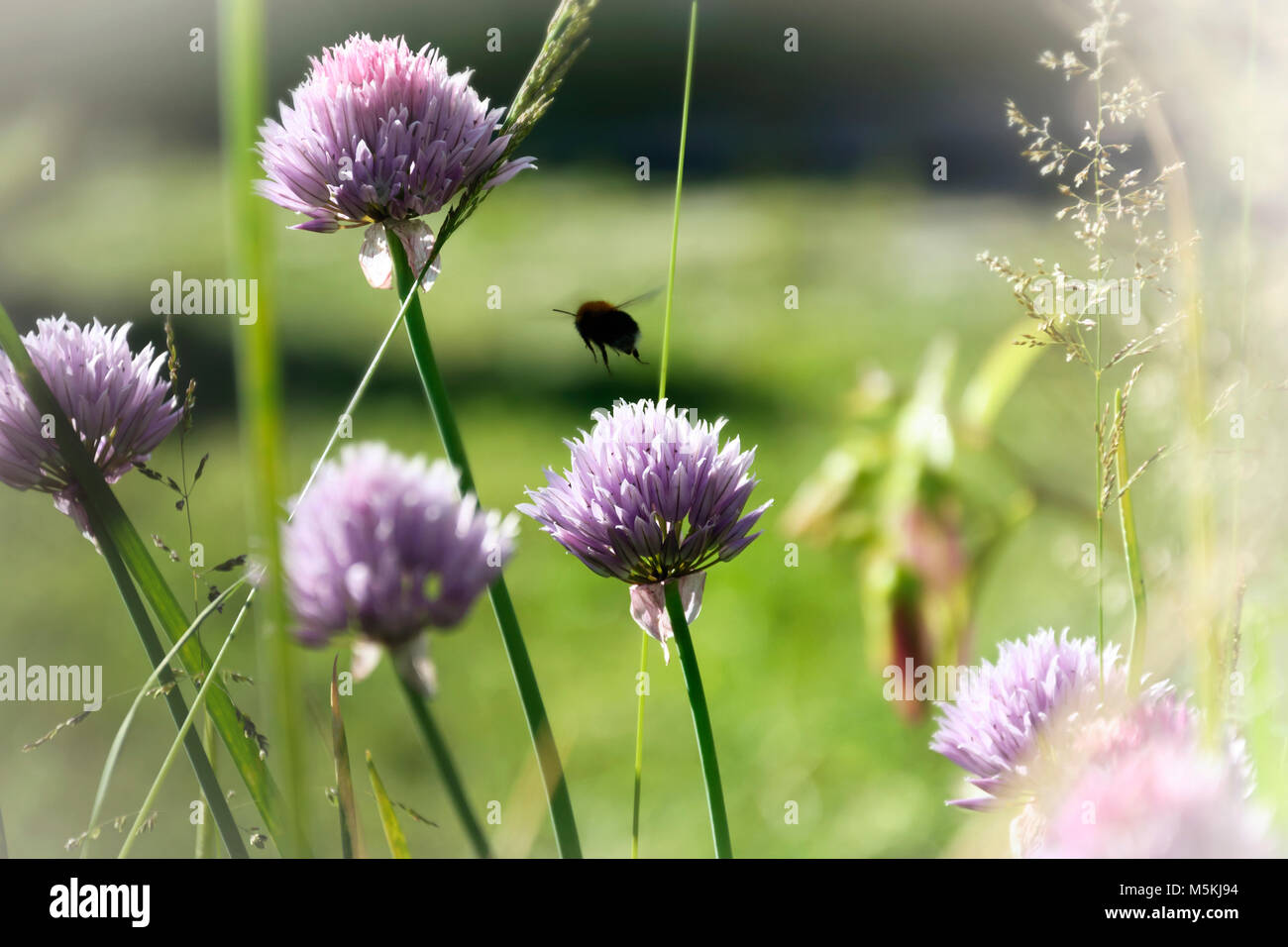 Bee over green leaf hi-res stock photography and images - Alamy