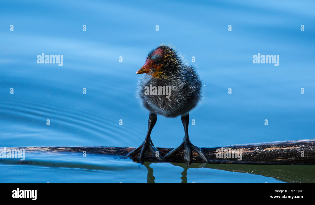 Photos of birds (black swan, goose and duck), were taken in Auckland ...
