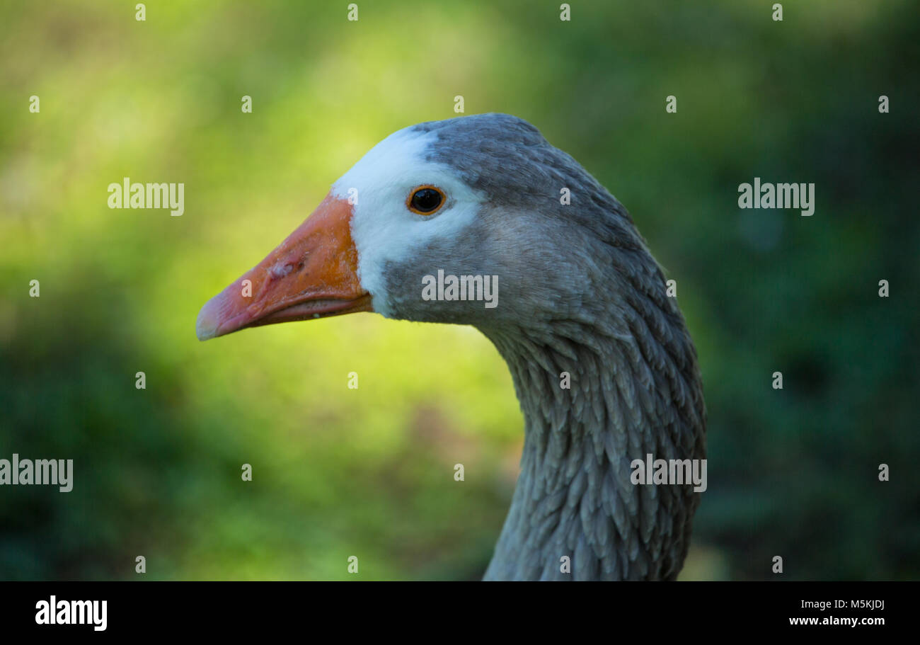 Photos of birds (black swan, goose and duck), were taken in Auckland ...