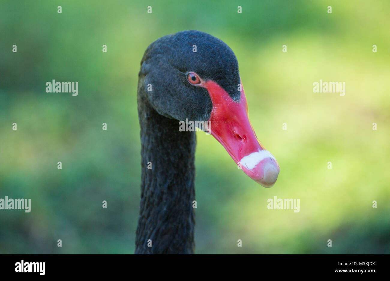 Photos of birds (black swan, goose and duck), were taken in Auckland ...