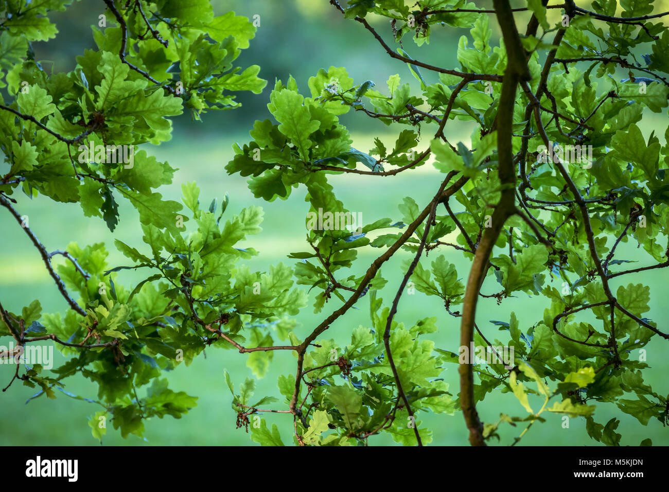 Oak tree twigs Stock Photo - Alamy