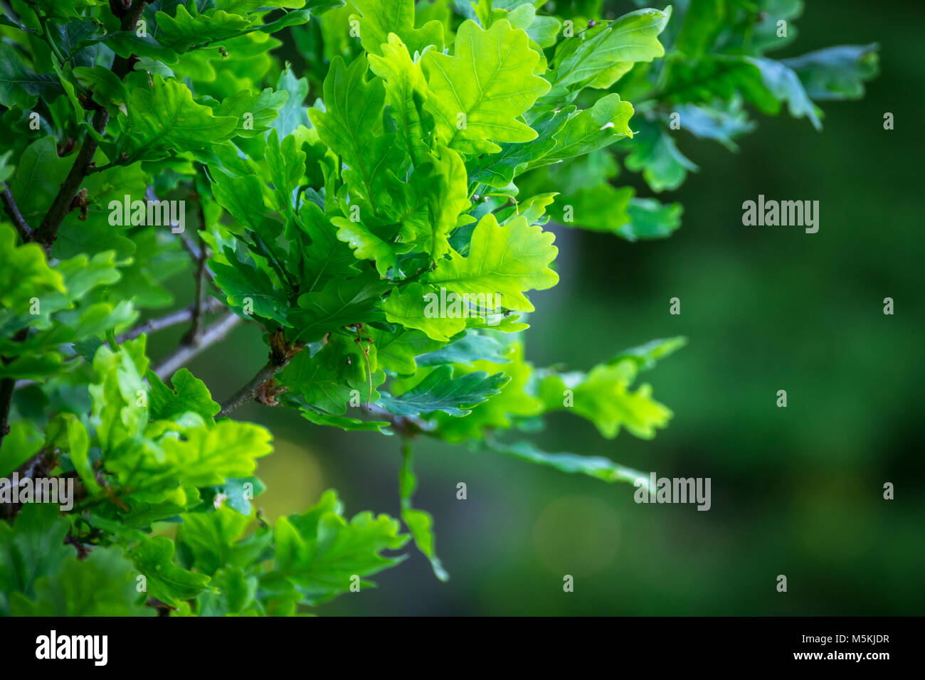 Oak tree twigs Stock Photo - Alamy