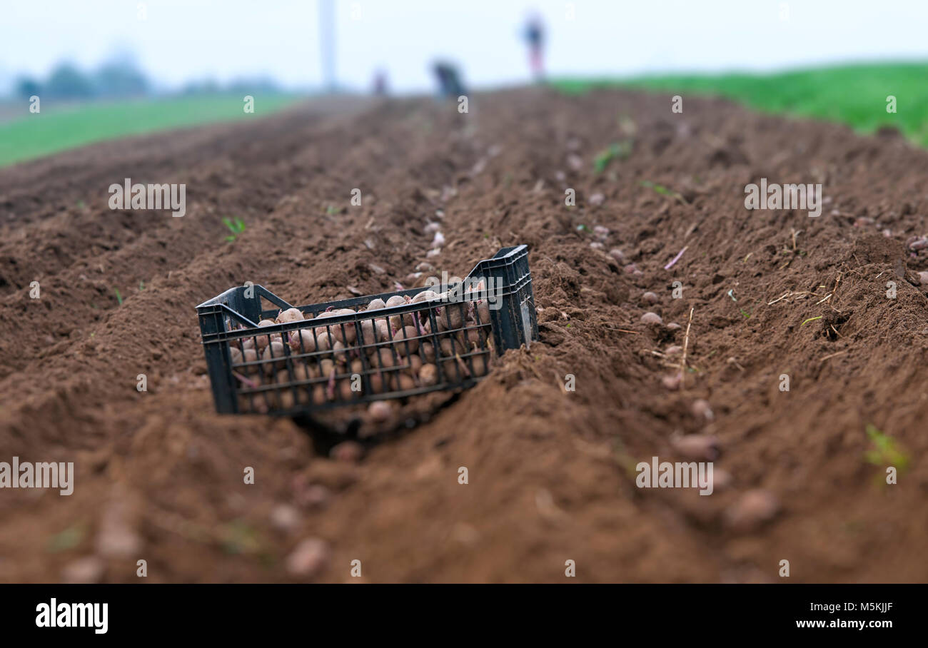 potato ridges in just before harvesting Stock Photo - Alamy