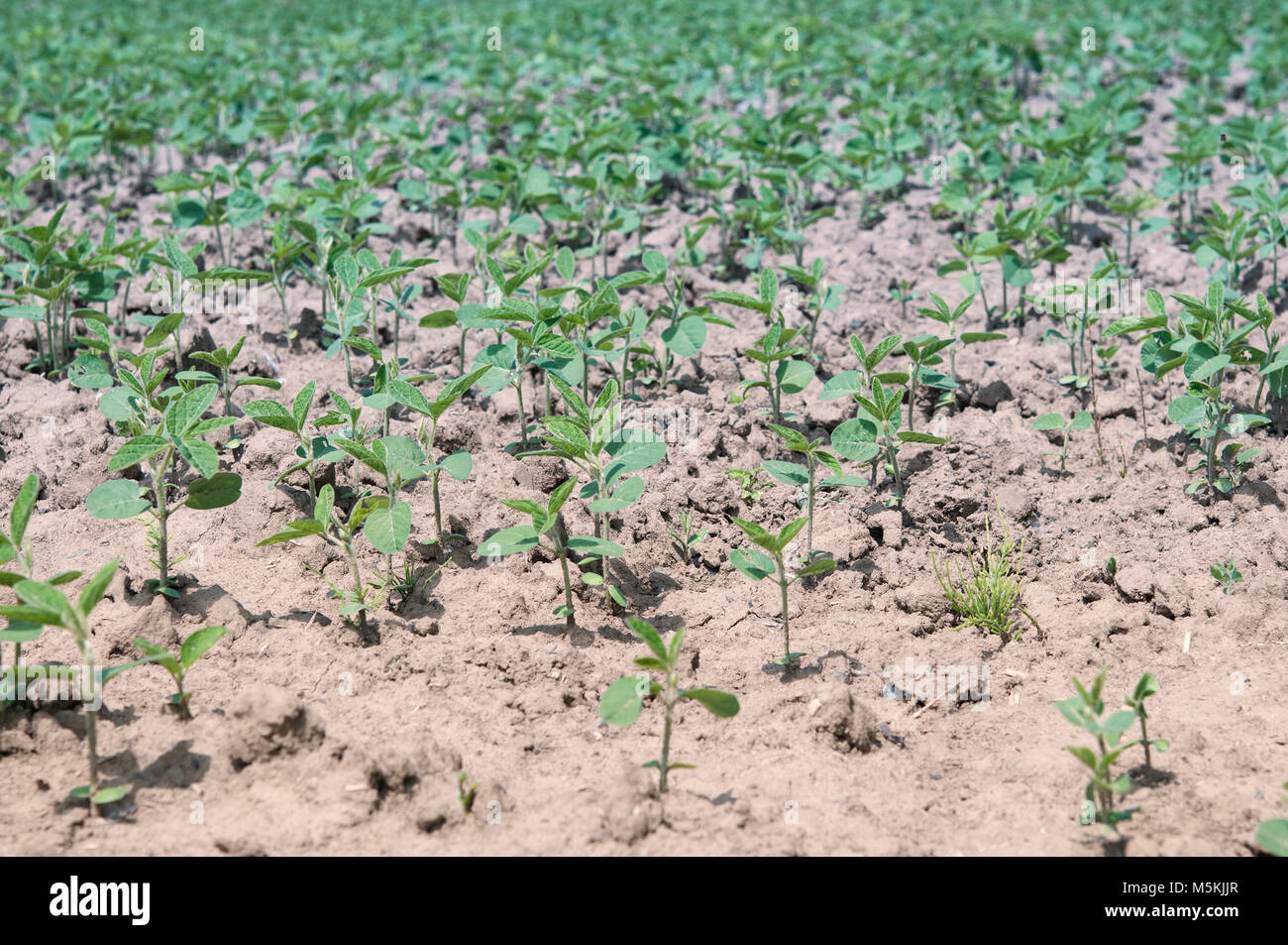 Rows of cultivated soy bean crops in field Stock Photo - Alamy