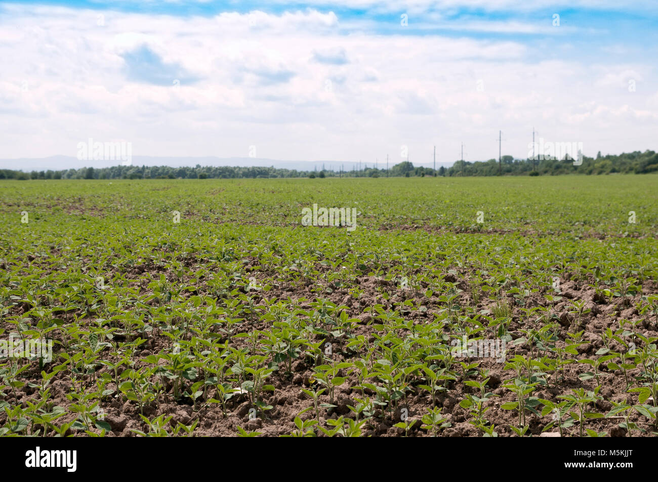Rural landscape with fresh green soy field. Soybean field Stock Photo ...