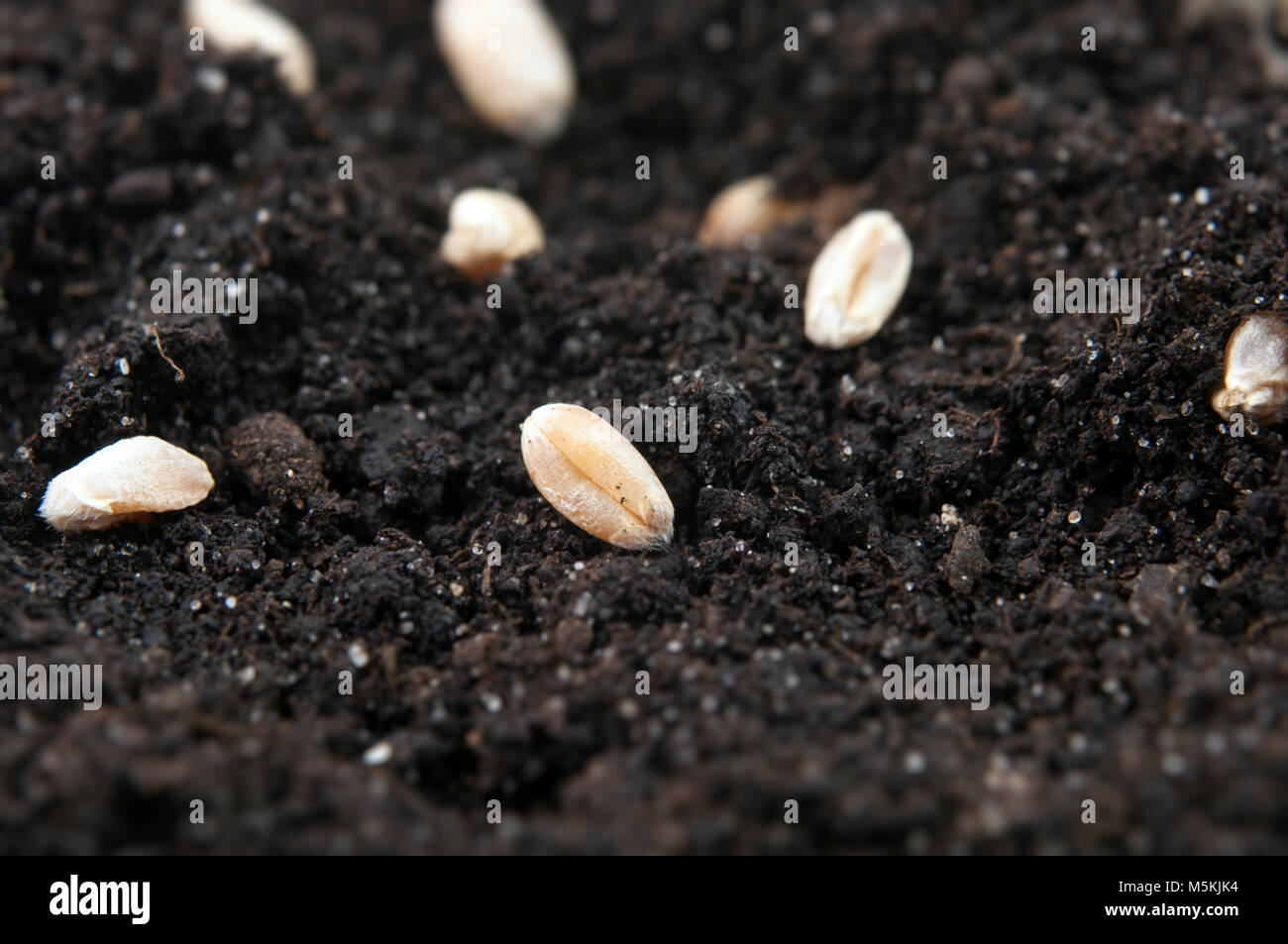 seeds of wheat in growth Stock Photo - Alamy