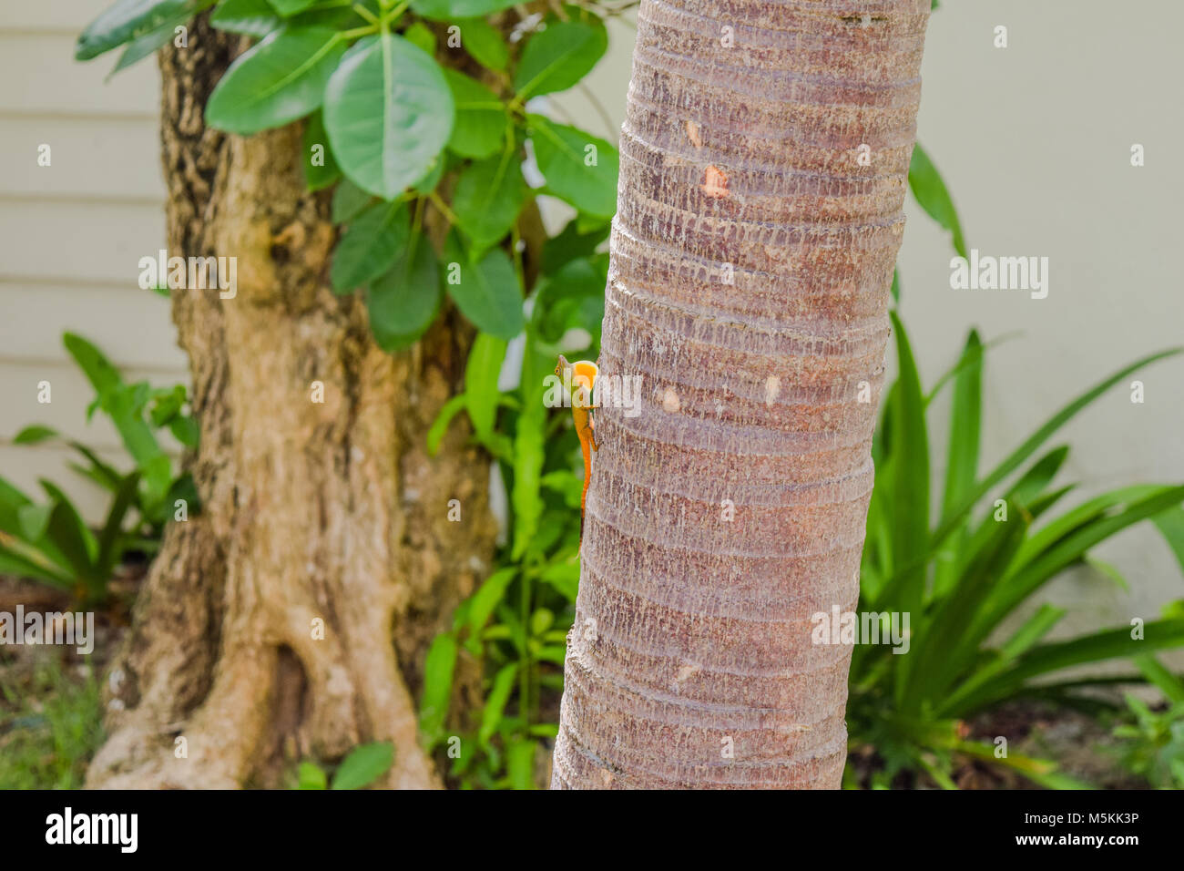 Reptile climbing a tree Stock Photo - Alamy