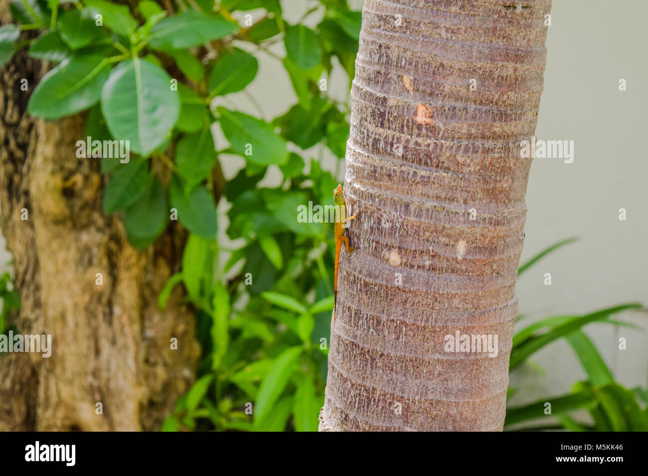 Reptile climbing a tree Stock Photo - Alamy