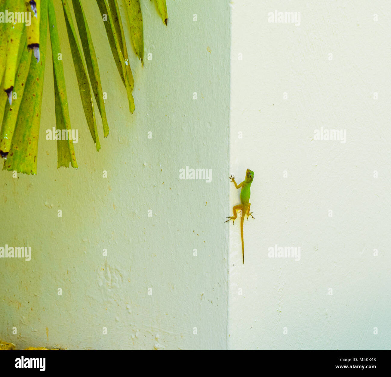 Lizard Reptile climbing on a wall Stock Photo - Alamy