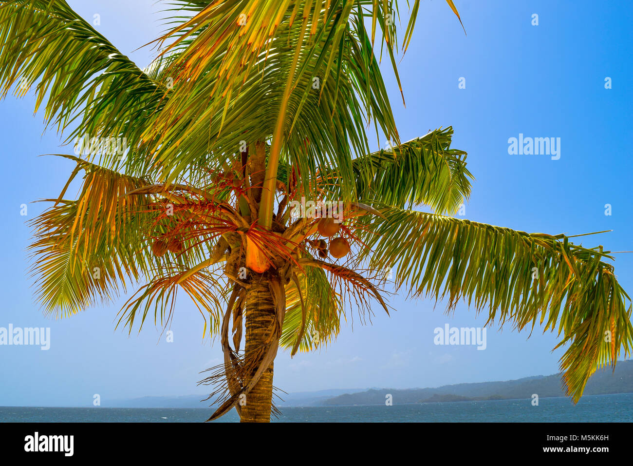 Coconut palm with big coconuts in the caribbean sea, blue sky in ...
